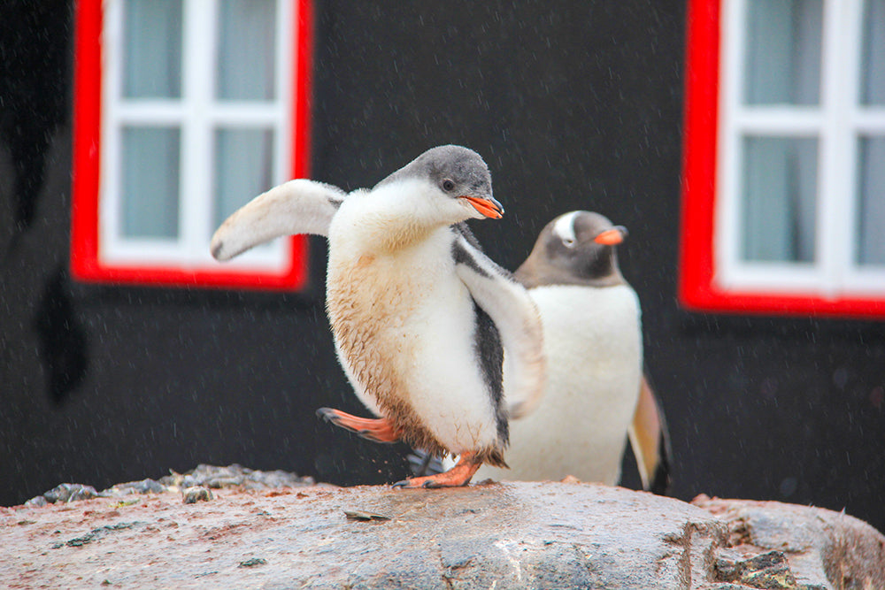Shackleton – UK Antarctic Heritage Trust